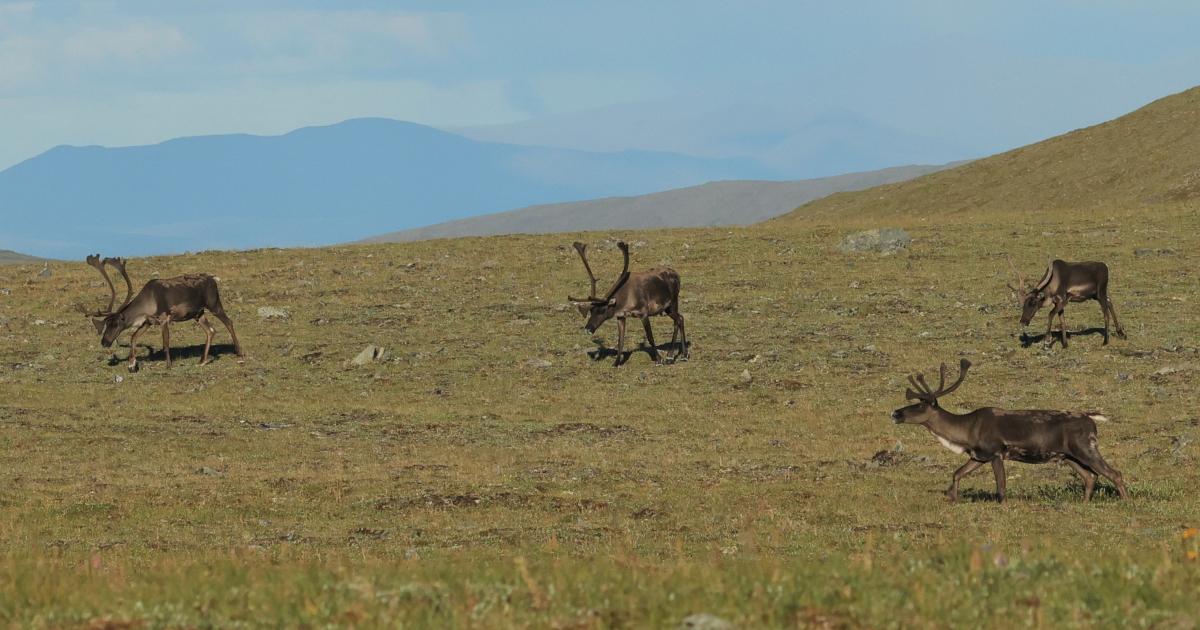 BLM closes fall Fortymile Caribou Federal Subsistence Hunt | Bureau of ...