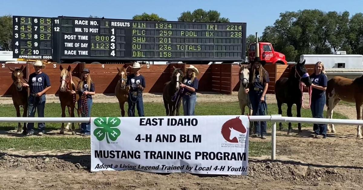 4-H handled wild horses available for eastern Idaho adoption | Bureau ...