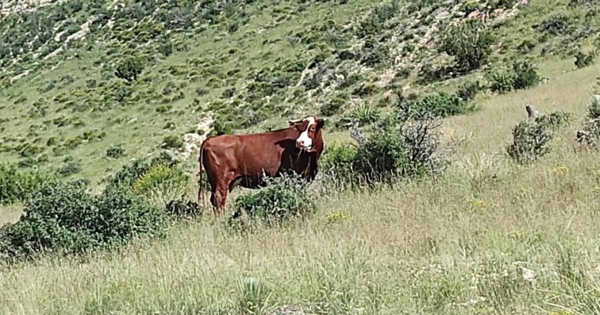 BLM McGregor Range grazing units auction nets over $1 million | Bureau ...