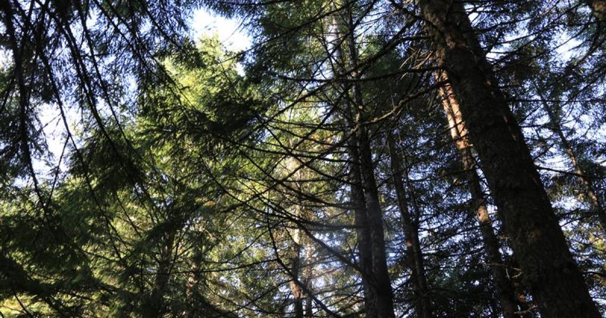 BLM timber sales to offer up to 58.5 million board feet in western ...