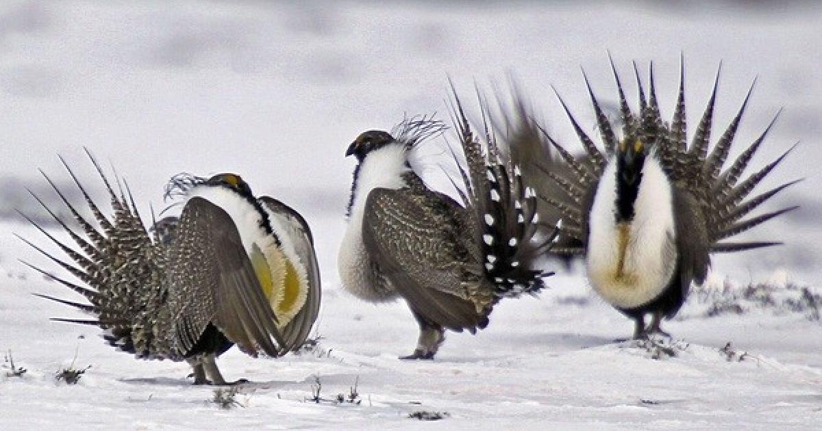 BLM finalizes updated Sage-Grouse plans that expand energy access and ...