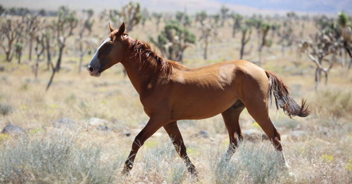 BLM to gather wild horses and burros at Naval Air Weapons Station China ...