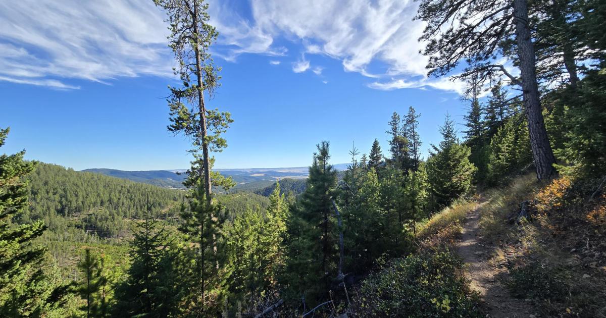 BLM makes getting Christmas tree permits easy online | Bureau of Land ...