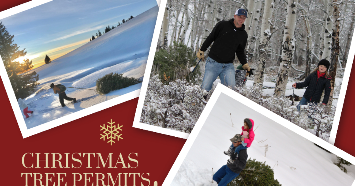 Christmas tree permits available in Wyoming- Release|Christmas tree ...