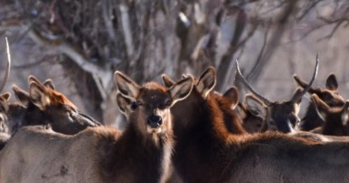 BLM announces seasonal closures to protect wintering wildlife on ...