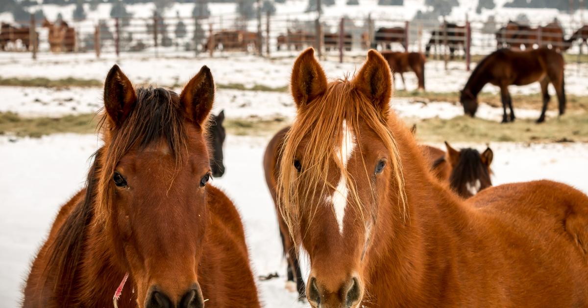 Adopt or purchase a wild horse during BLM’s January 2026 Online Corral ...