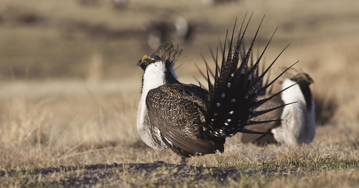 BLM finalizes updated Sage-Grouse plans that expand energy access and ...