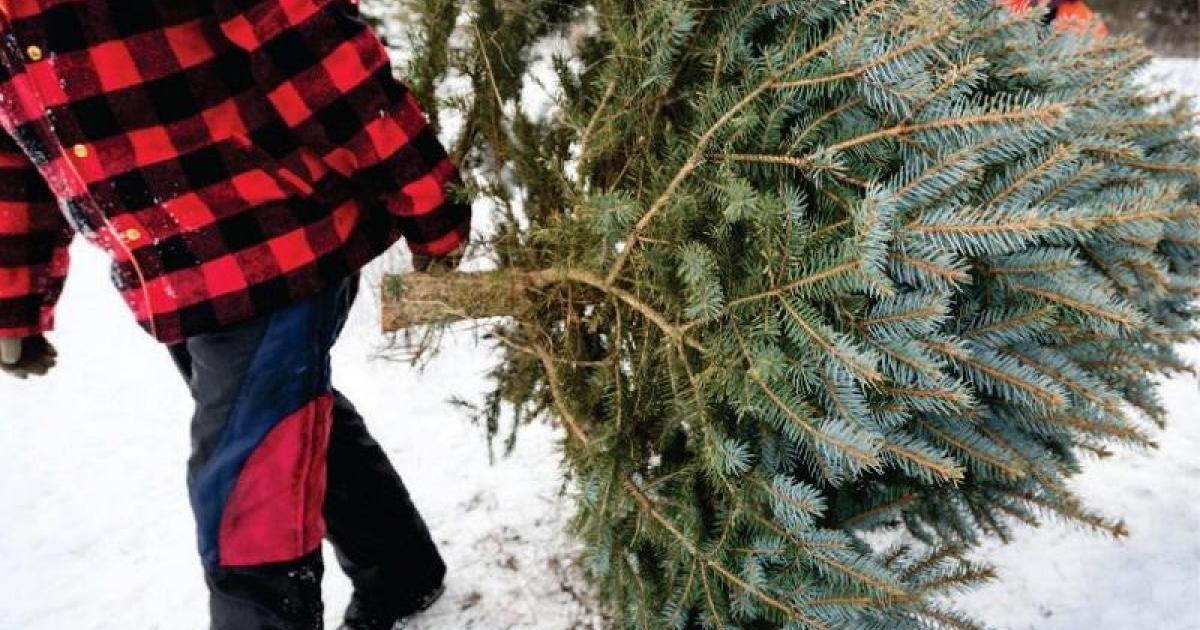 BLM launches “One Dollar, One Tree” holiday savings across Idaho public ...