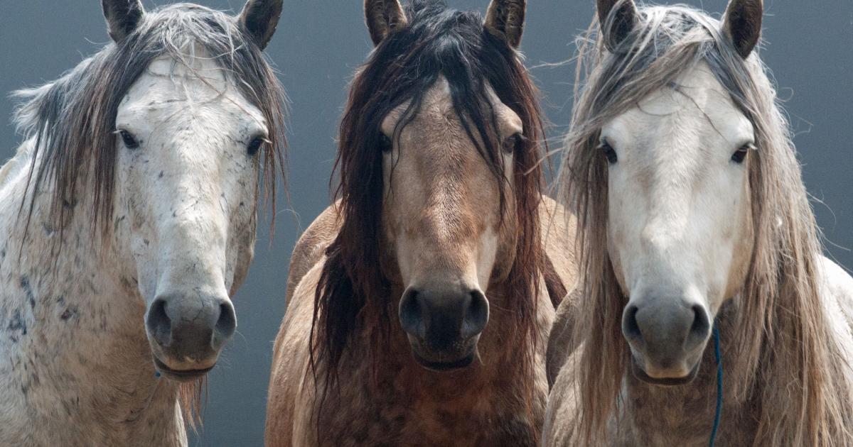 BLM Seeks Initial Input on Analysis of Wild Horse and Burro Management ...
