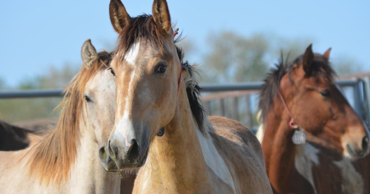BLM schedules wild horse and burro event in Livingston, Texas | Bureau ...