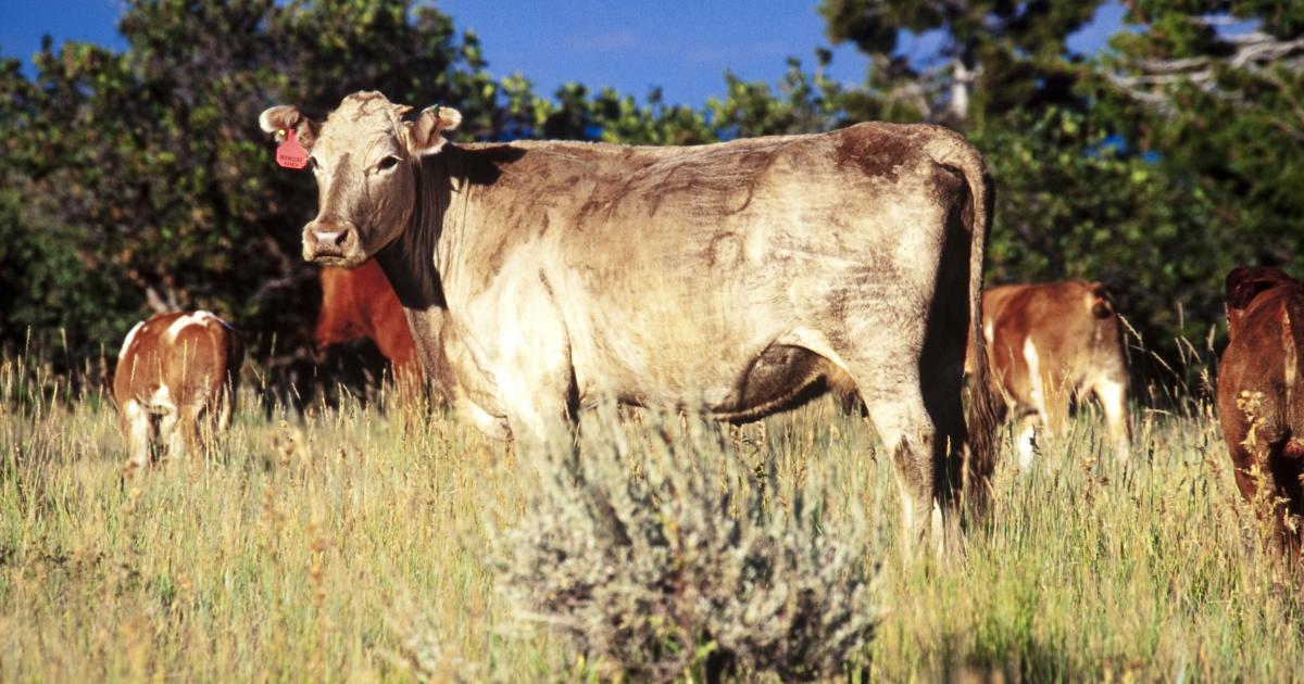 BLM opens application period for grazing allotments in the Book Cliffs ...