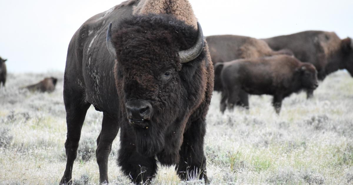 BLM revokes American Prairie bison grazing permit | Bureau of Land ...