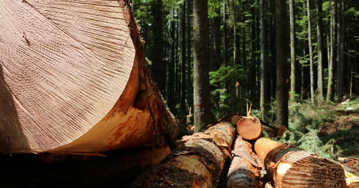 BLM personal-use fuelwood permits available at various locations and ...