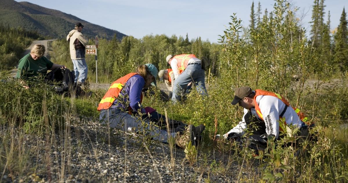 BLM to publish analysis on herbicides for noxious and invasive weed ...