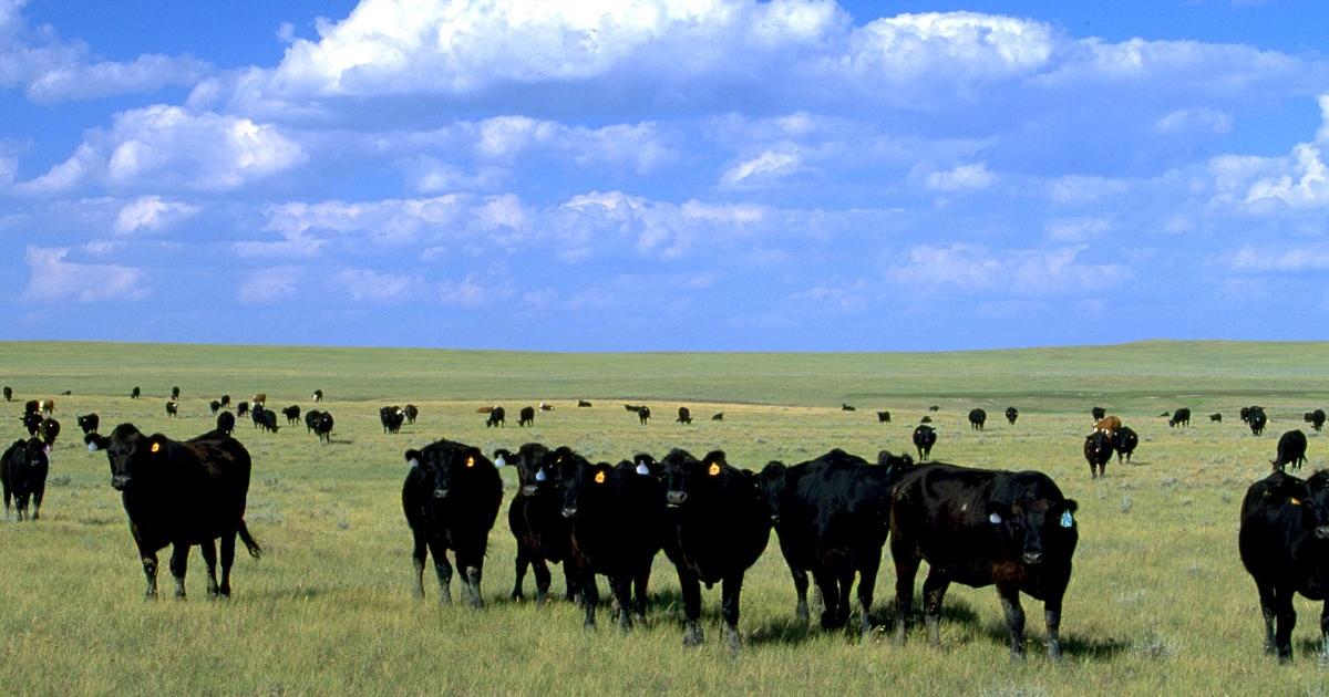 BLM, USDA Forest Service announce 2026 grazing fees | Bureau of Land ...