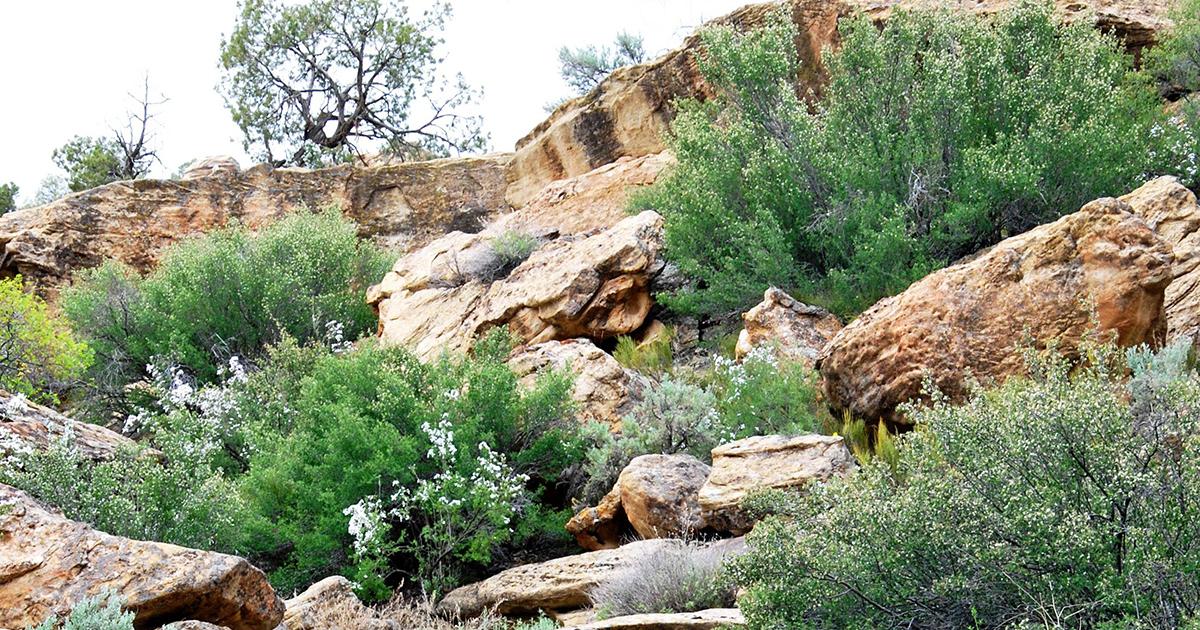 Farmington RMP: Mancos-Gallup Amendment | Bureau of Land Management