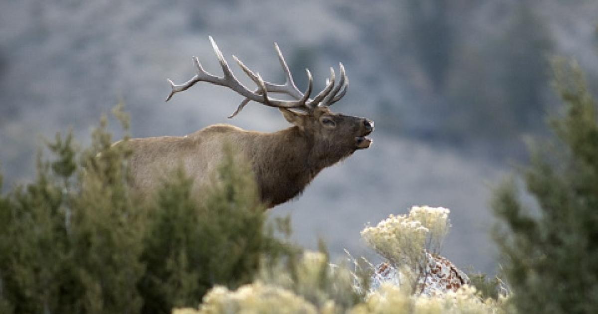 BLM Public Meetings in Colorado for the Big Game Habitat Conservation ...