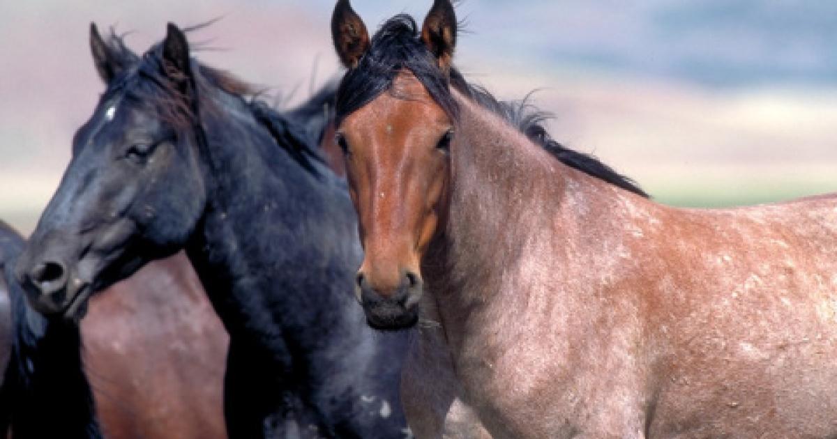 Adopt a BLM wild horse or burro during Cheyenne Frontier Days | Bureau ...