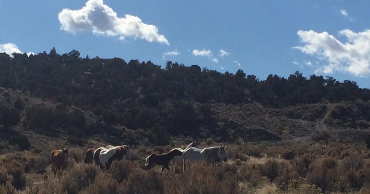 Sand Wash Basin HMA 2024 | Bureau of Land Management