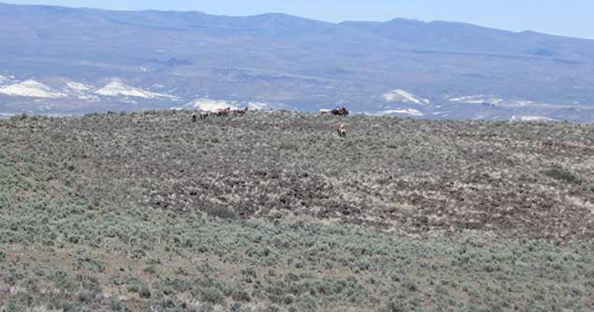 Hog Creek HMA | Bureau of Land Management