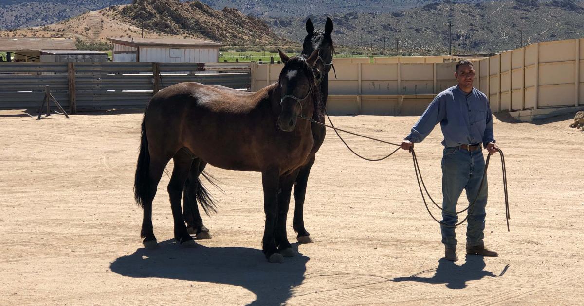 BLM to host wild horse and burro event in Cullman, Alabama | Bureau of ...