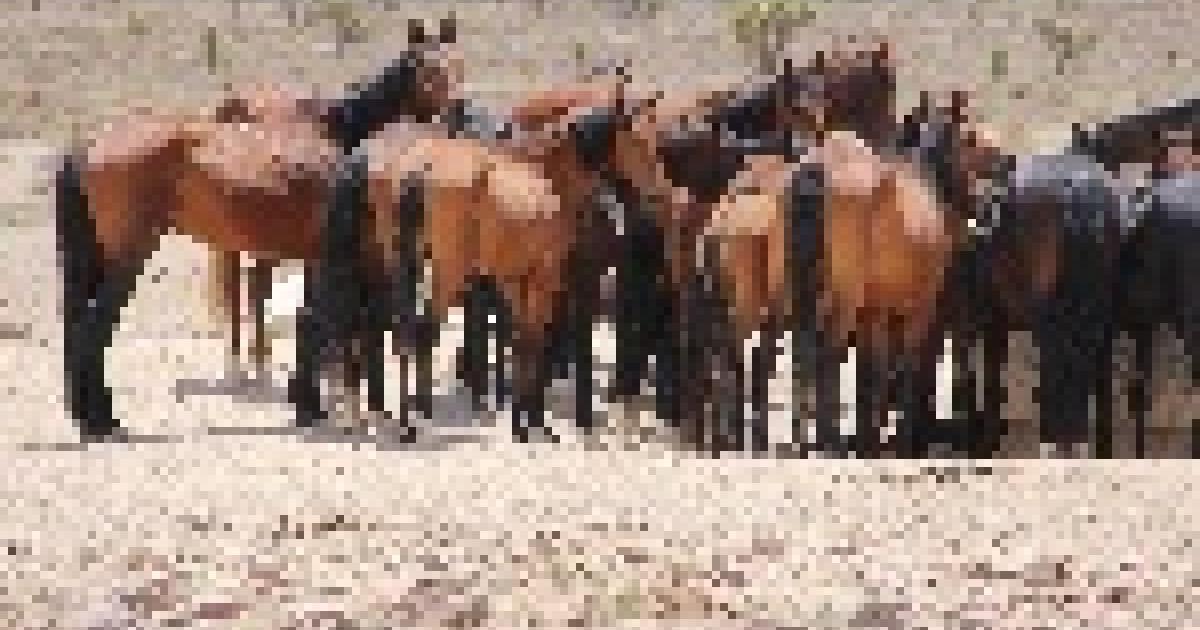 The BLM works to save wild horses and burros from thirst as ...