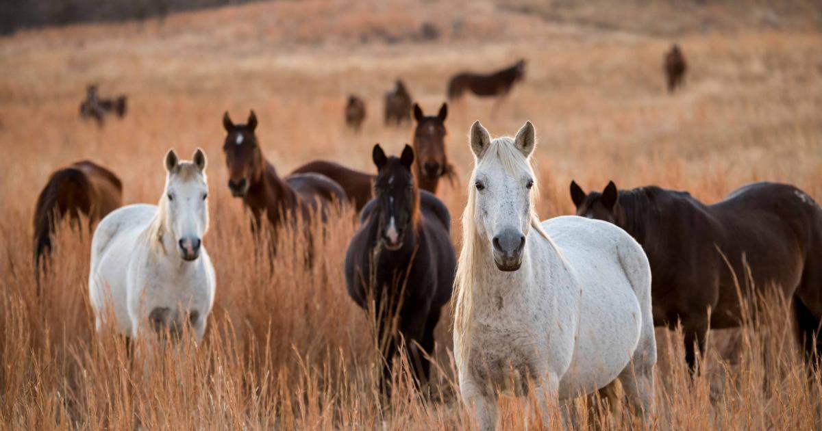 BLM, USFS select Wild Horse and Burro Advisory Board members | Bureau ...
